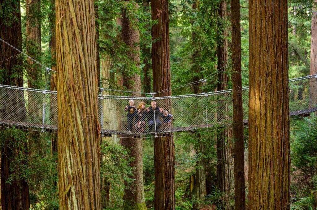 Stay Updated | Media Redwood | Redwood Sky Walk